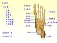 Jalka luut - Sivut [1] - Maailman tietosanakirjamainen tietoa